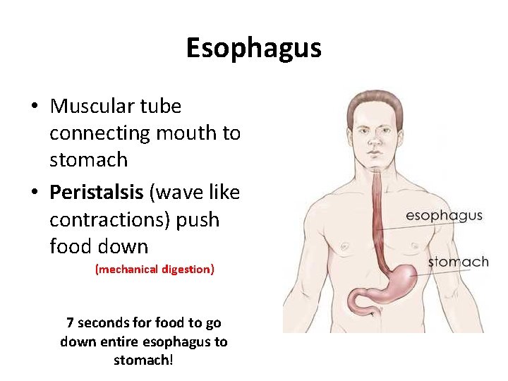 Digestive System pp 183 to 190 Digestive System