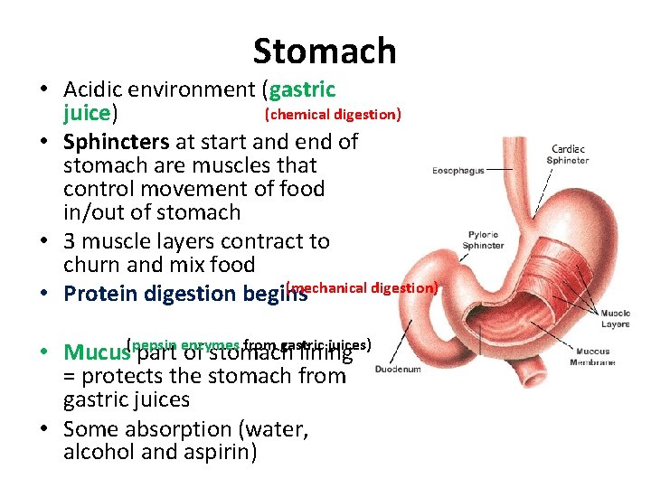 Digestive System pp 183 to 190 Digestive System
