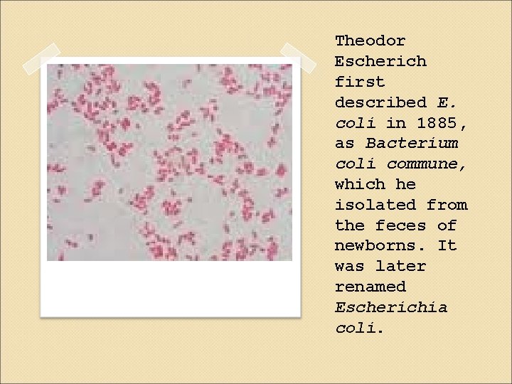 Escherichia coli Scientific classification Domain Bacteria Phylum Gamma