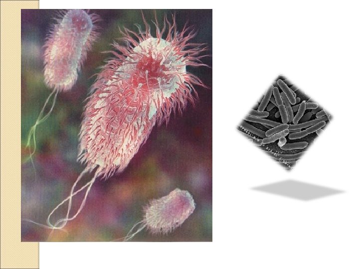 Escherichia coli Scientific classification Domain Bacteria Phylum Gamma