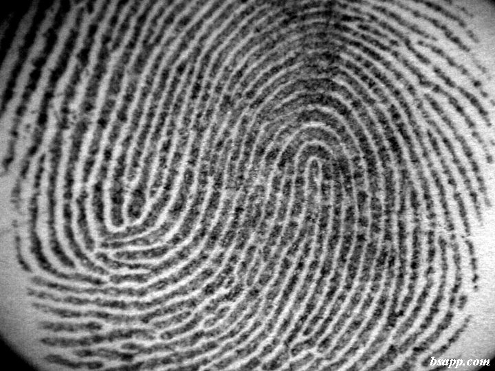Classes of Fingerprints bsapp com ArchesNo Deltas or