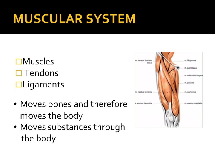 Grade 8 Science October 25 2012 Organ Systems