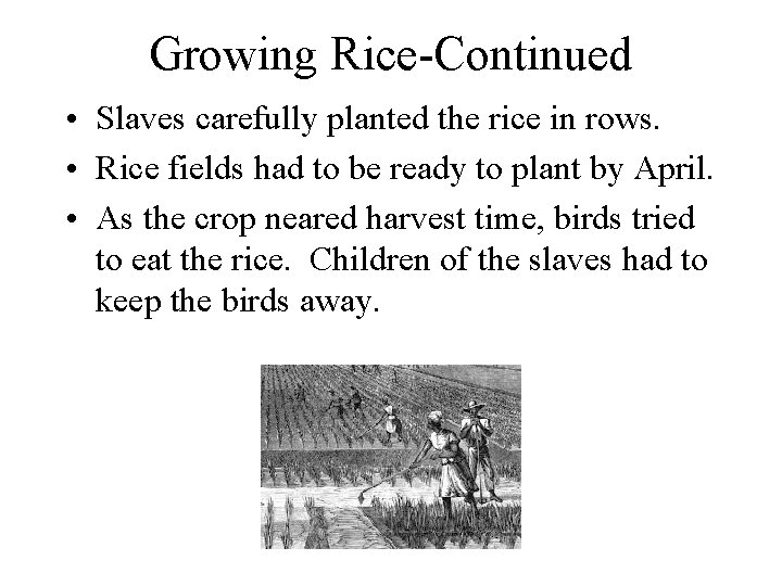 Carolina Gold The Africans enslaved in South Carolina