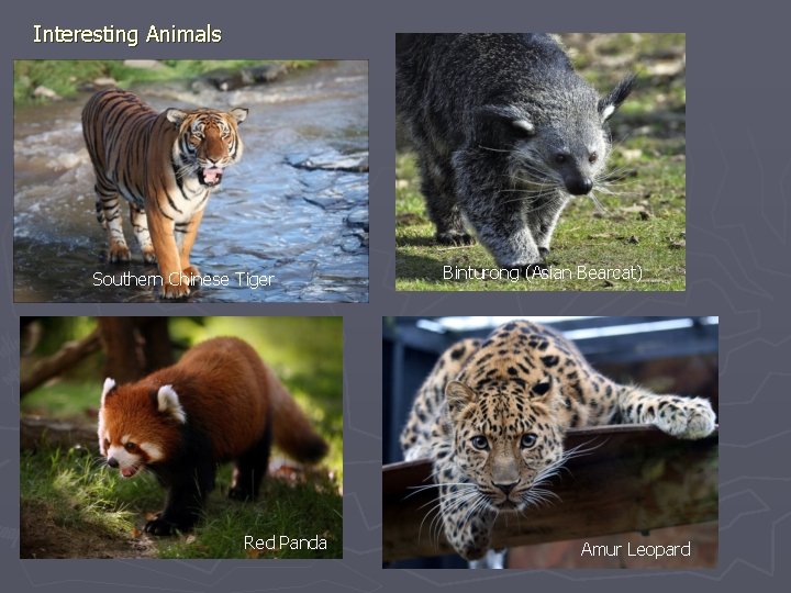 Chinese Wildlife By Sean Jordan De Lawder Jr