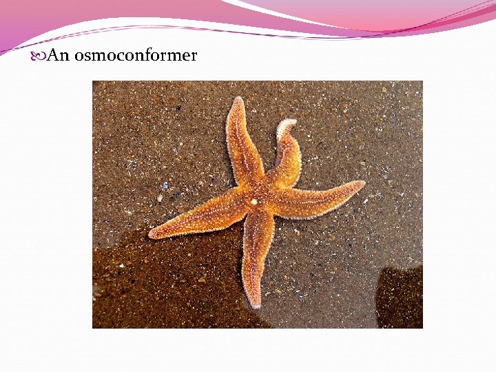 11 3 The Kidney Excretion All organisms produce