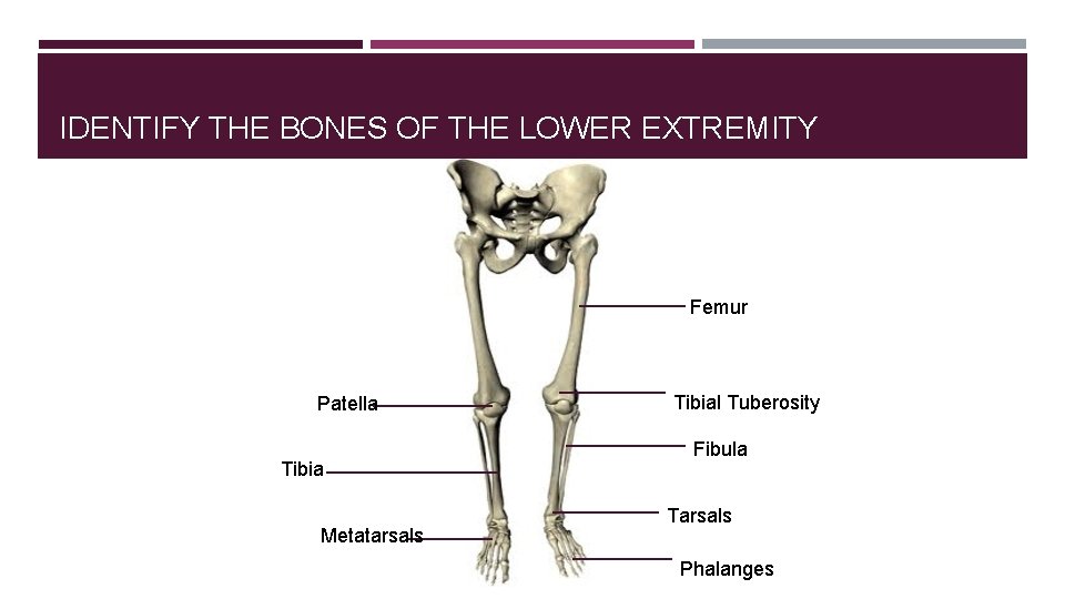 IDENTIFY THE BONES OF THE LOWER EXTREMITY Femur