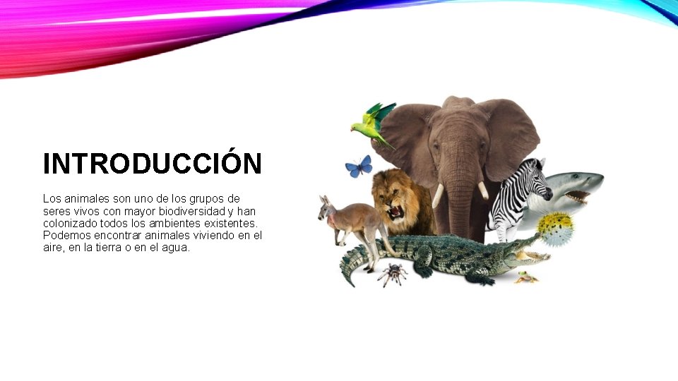 EL REINO ANIMAL INTRODUCCIN Los animales son uno