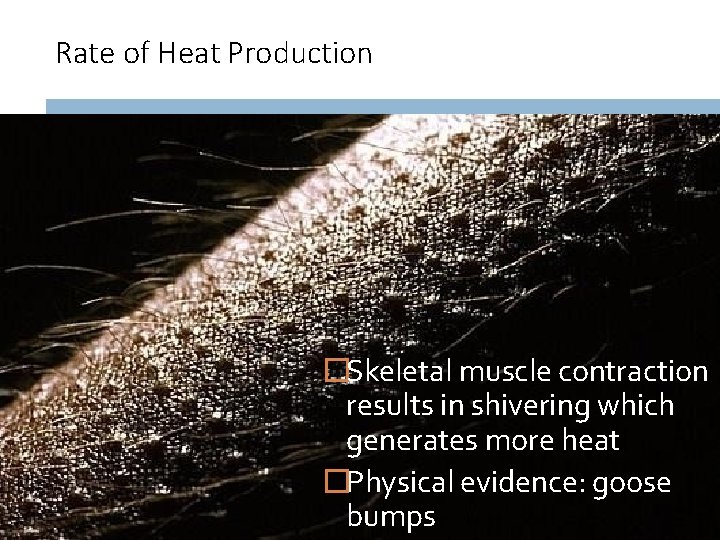 THERMOREGULATION Control of body temperature Thermoregulation Regulation of