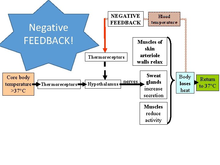 THERMOREGULATION Control of body temperature Thermoregulation Regulation of