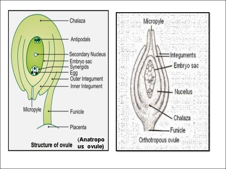 CHAPTER 2 Sexual Reproduction In Flowering Plants Flower