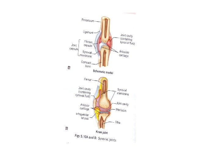JOINTS Junction between two bones Classification Structural classification