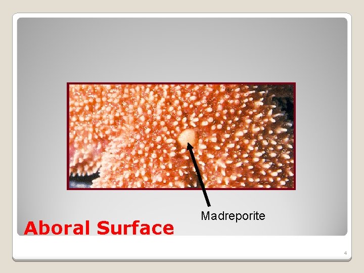 Phylum Echinodermata The Echinoderms Sea Stars Brittle Stars