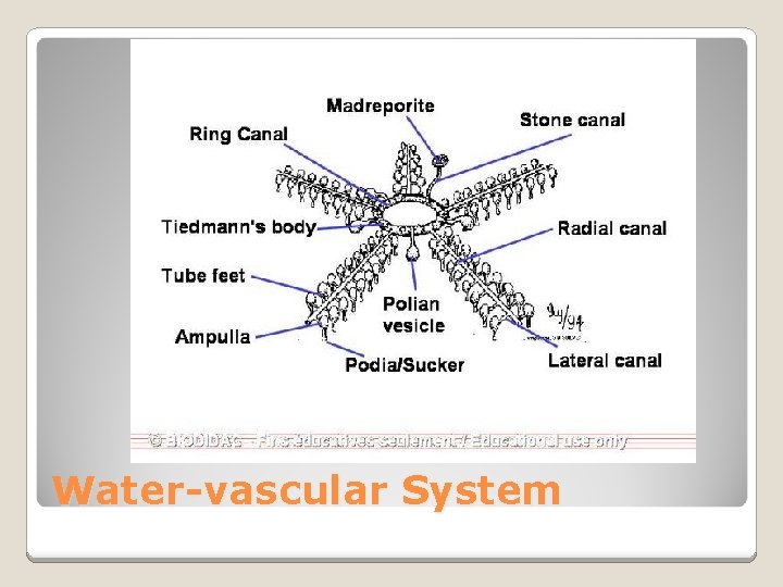 Phylum Echinodermata The Echinoderms Sea Stars Brittle Stars
