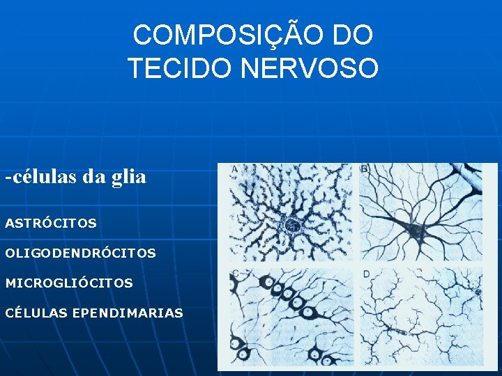 SISTEMA NERVOSO EMBRIOLOGIA DO SISTEMA NERVOSO n ENDODERMA