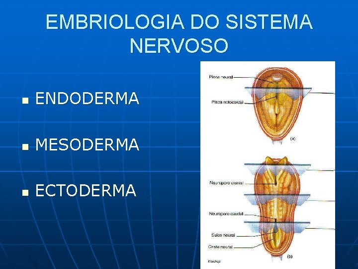 SISTEMA NERVOSO EMBRIOLOGIA DO SISTEMA NERVOSO n ENDODERMA