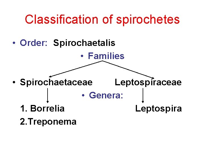 Pathogenic spirochetes Classification biological properties and their role