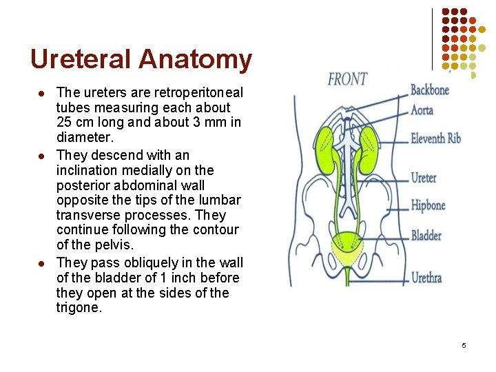 Introduction to urology Dr Malik Ayyad 1 Anatomy
