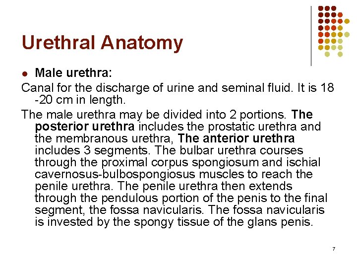Introduction to urology Dr Malik Ayyad 1 Anatomy