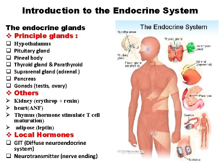 Glands Most glands are formed during development by