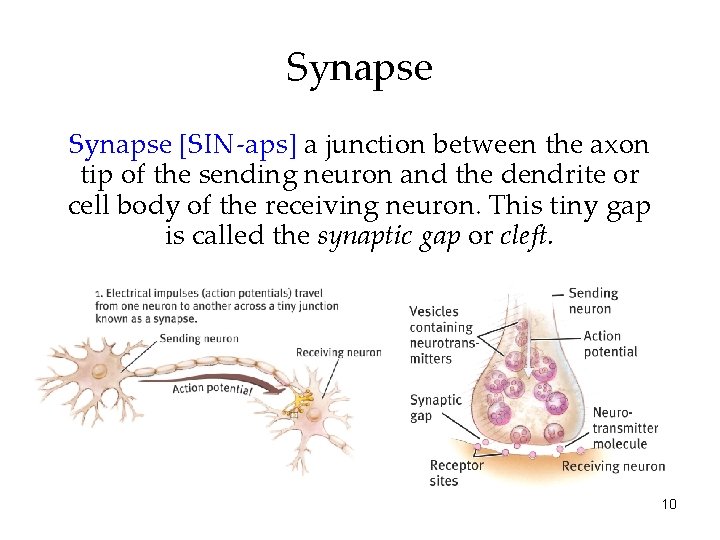 Neuroscience and Behavior 1 History of Mind Phrenology