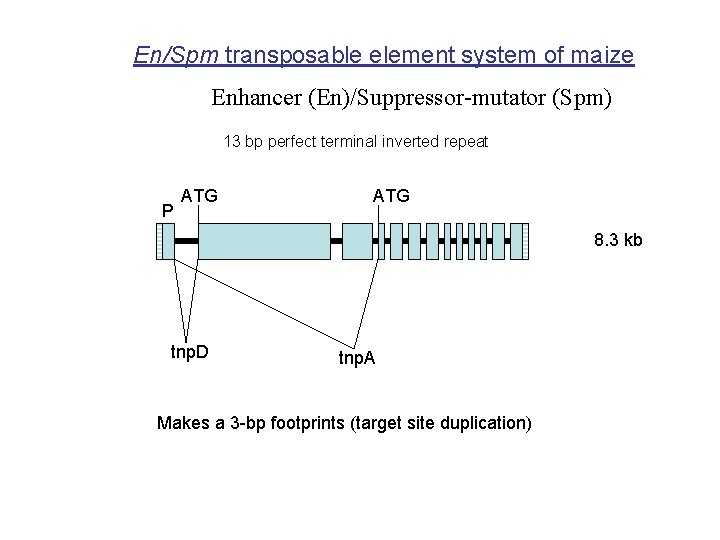 EnSpm transposable element system of maize Enhancer EnSuppressormutator