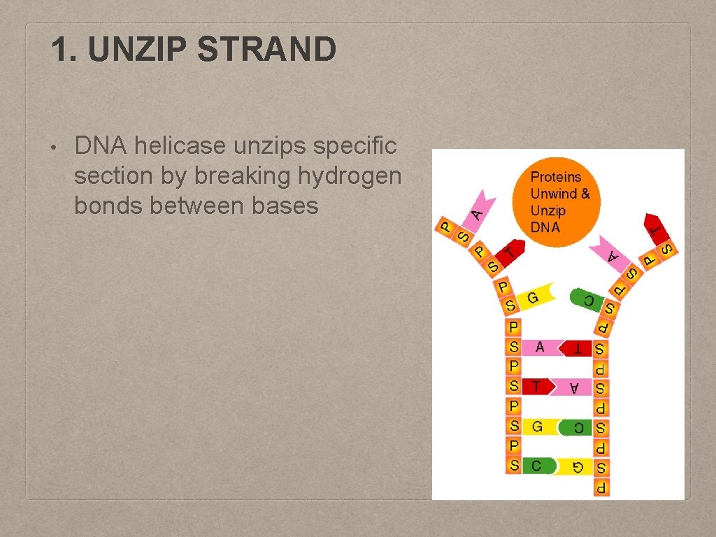 PROTEIN SYNTHESIS TRANSCRIPTION Main Ideas TRANSCRIPTION In nucleus