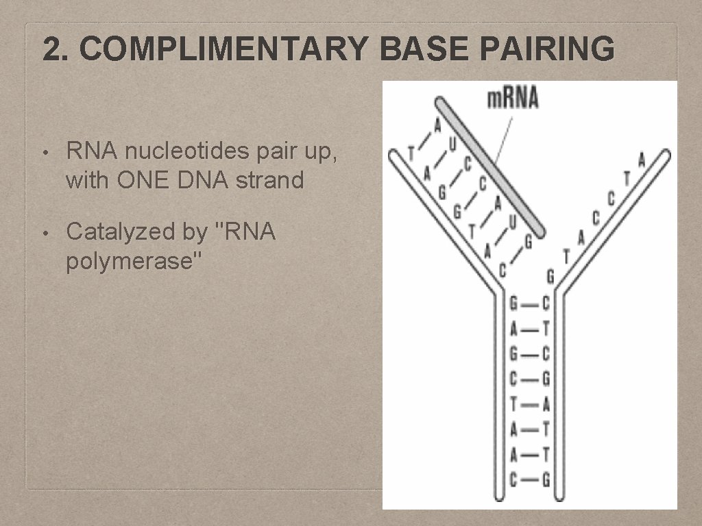 PROTEIN SYNTHESIS TRANSCRIPTION Main Ideas TRANSCRIPTION In nucleus