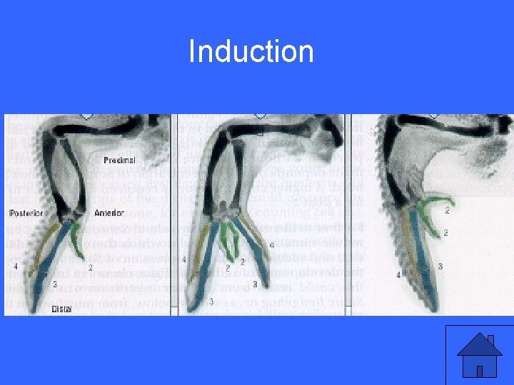 Genetics of Embryology Development The Neuron The Brain