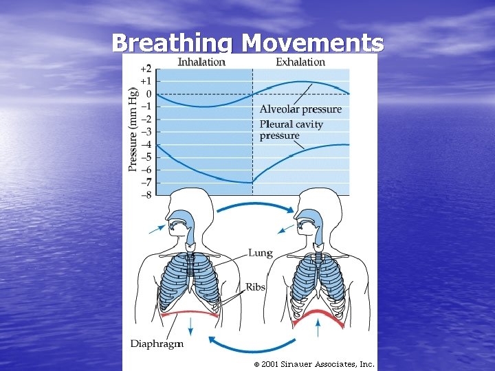 Biology 20 Respiratory System The air we breathe