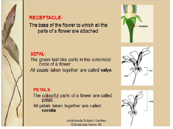 Parts of a flower Structure and Function of