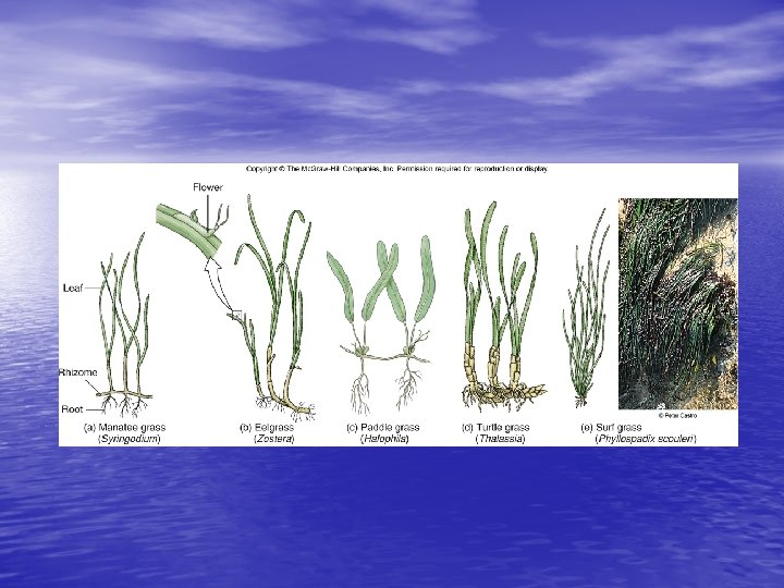 Chapter 6 Lecture Slides Copyright The Mc GrawHill