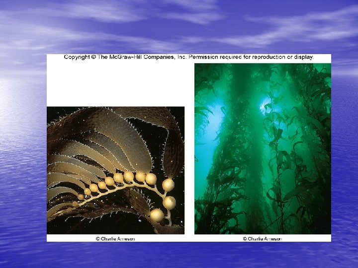 Chapter 6 Lecture Slides Copyright The Mc GrawHill