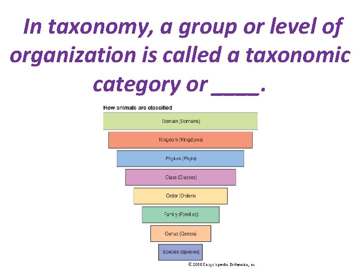 SB 3 Classification Review Flashcards Discipline of classifying
