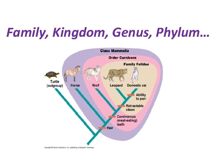 SB 3 Classification Review Flashcards Discipline of classifying