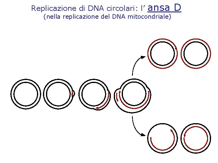 3 Replicazione e Mantenimento del Genioma Biologia Molecolare