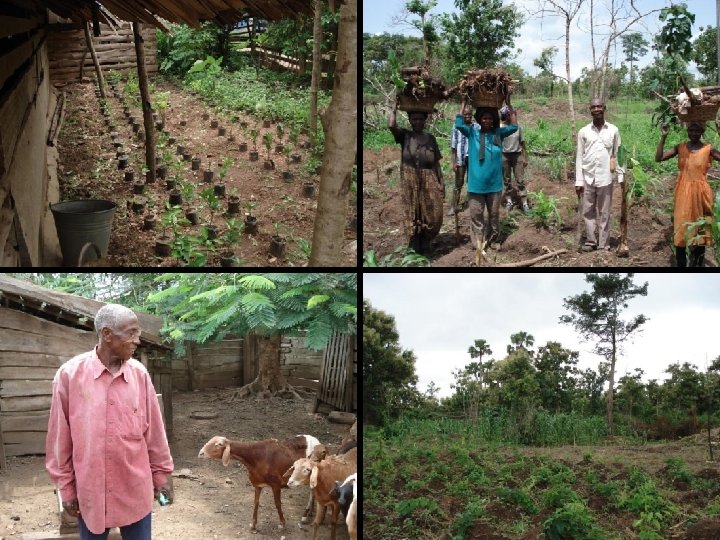 The Gender of Trees Gendered Local Knowledge Systems