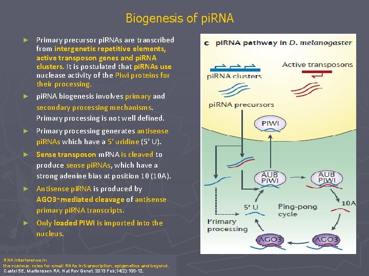Biogenesis and the regulation of Small RNAs Genomics