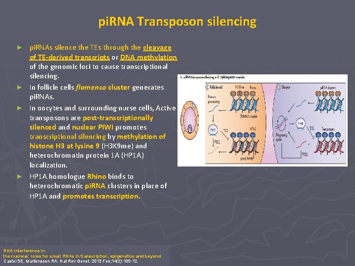 Biogenesis and the regulation of Small RNAs Genomics