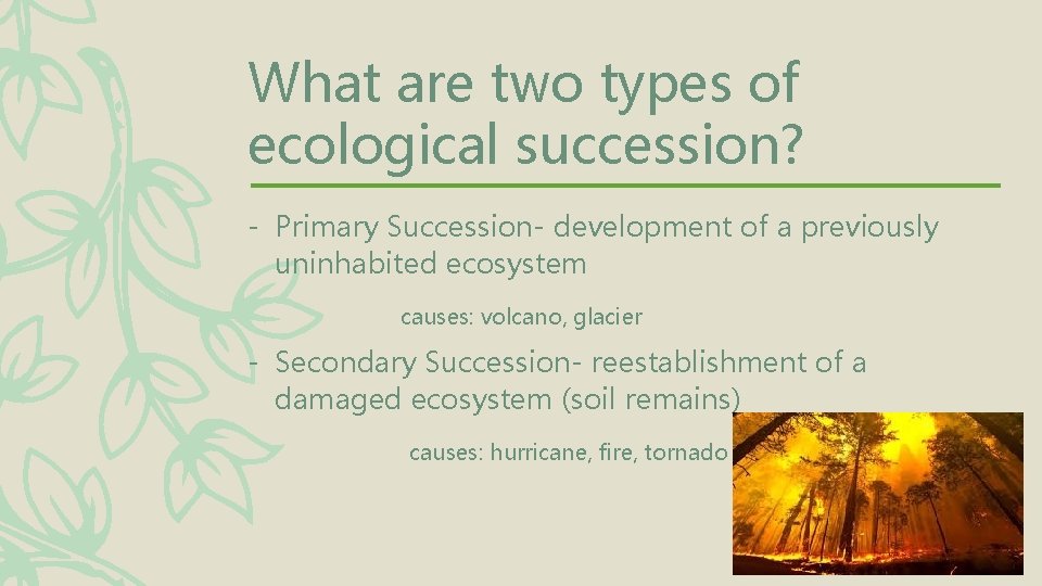 Ecological Succession What is ecological succession and its