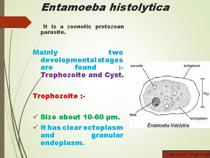 Entamoeba Dr AJIT KUMAR Ho D Department of