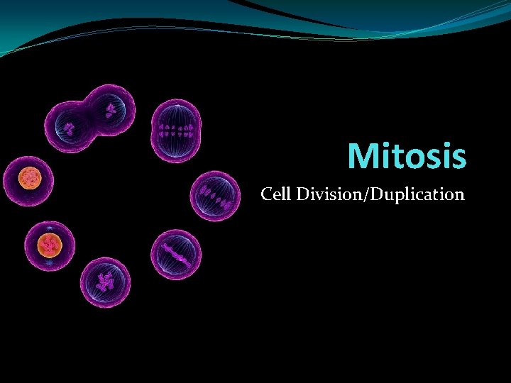 Mitosis Cell DivisionDuplication Stages of the Cell Cycle