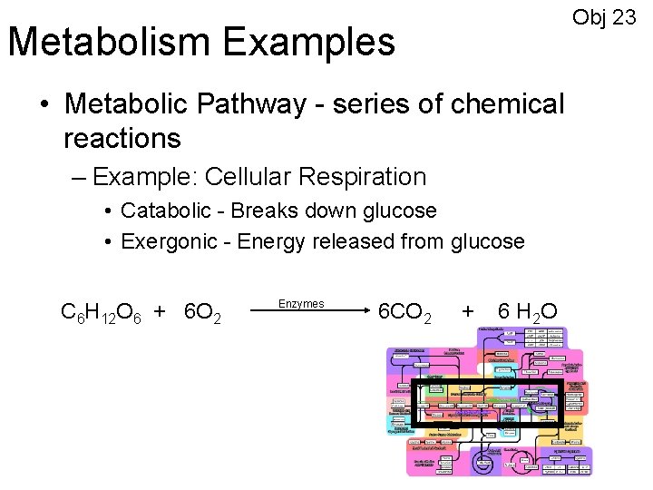 Topic 5 Chemical reactions and enzymes Metabolism Collection
