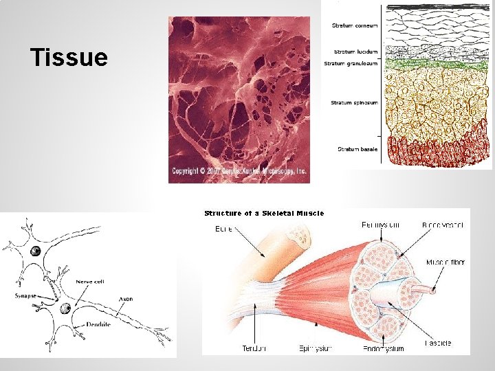 Define Terms Cell Tissue Organ System Organism You