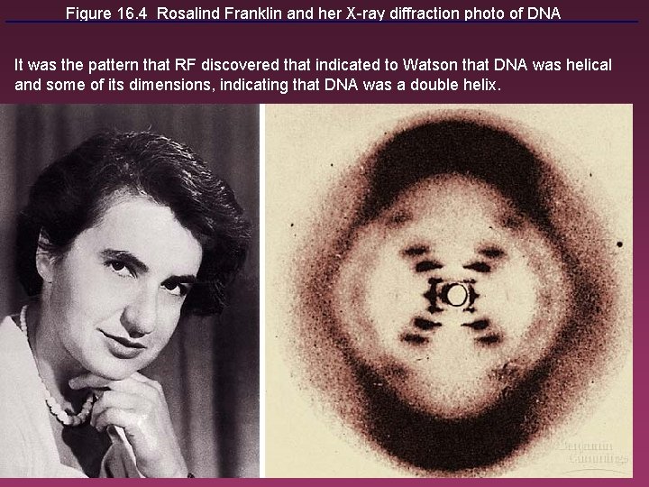 Chapter 16 The Molecular Basis of Inheritance Points