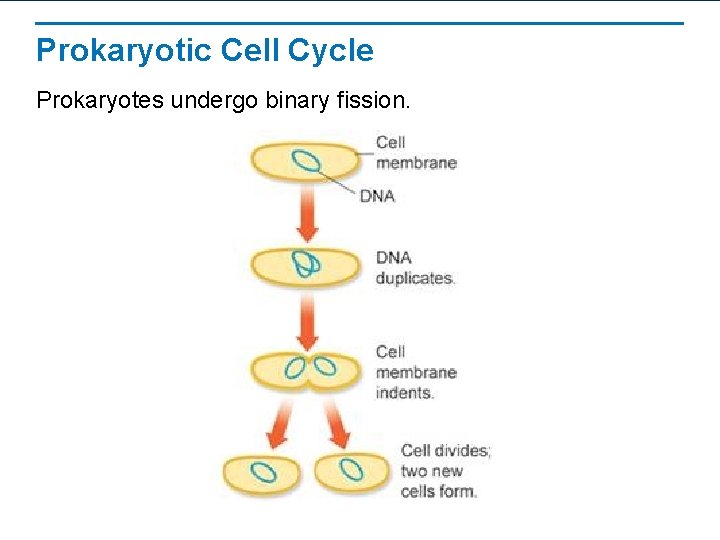 Cell Growth Division and Reproduction Learning Objectives Describe