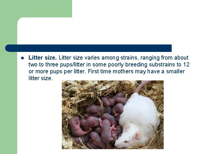 Management of Mouse Breeding Colonies The Principal Investigator