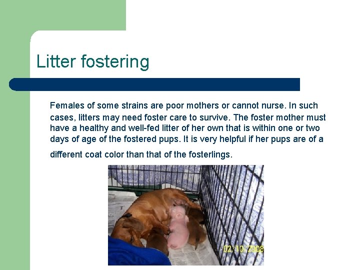 Management of Mouse Breeding Colonies The Principal Investigator