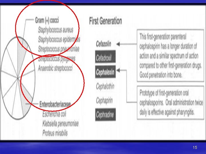 1 1 INTRODUCTION Betalactam antibiotics Bacterial cell wall