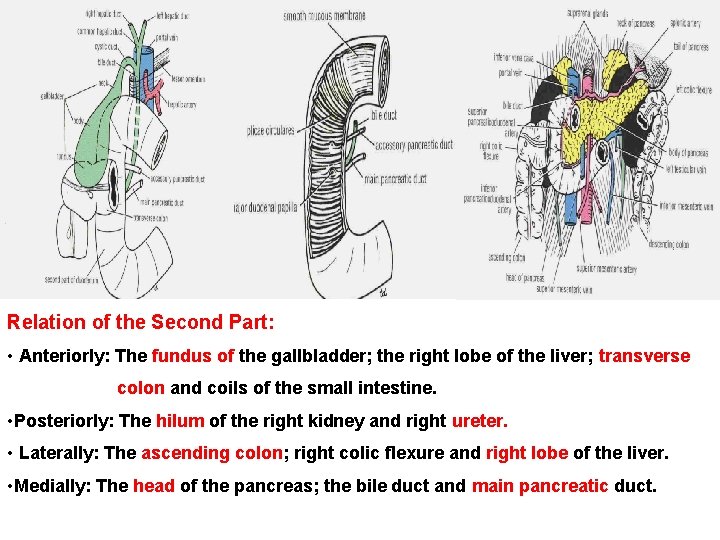 Duodenum It is a C shaped tube about