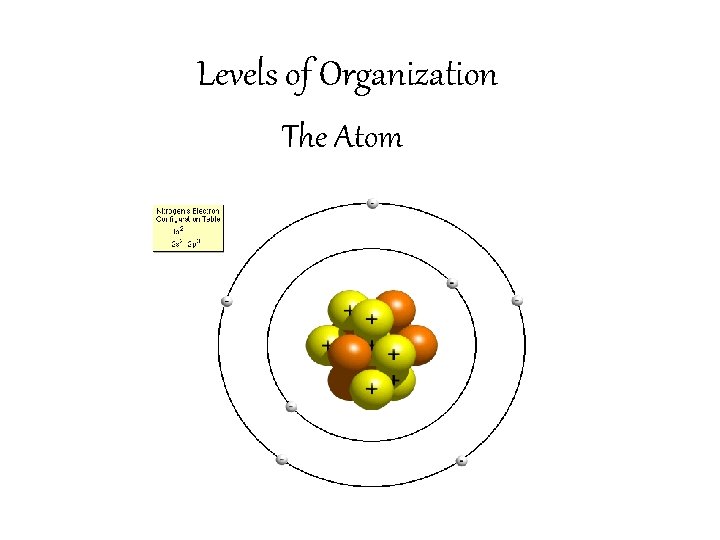 Levels of Organization Objectives Describe how smaller structures